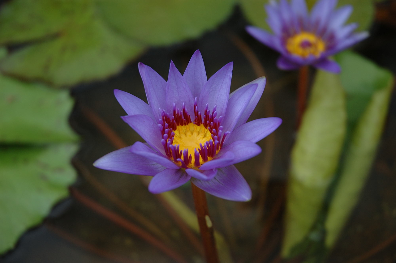 スイレン‘ディイレクター・G．T．ムーア’ | エクゾティックプランツ