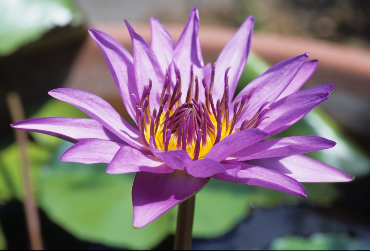 スイレン‘ディイレクター・G．T．ムーア’ | エクゾティックプランツ