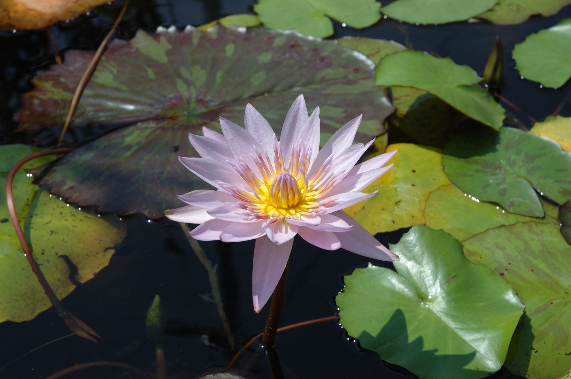 スイレン‘ジェネラル・パーシング’ | エクゾティックプランツ